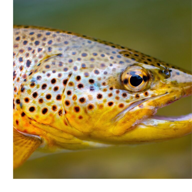 Ohio DNR releases 2026-2027 fishing regulations with notable rule ...