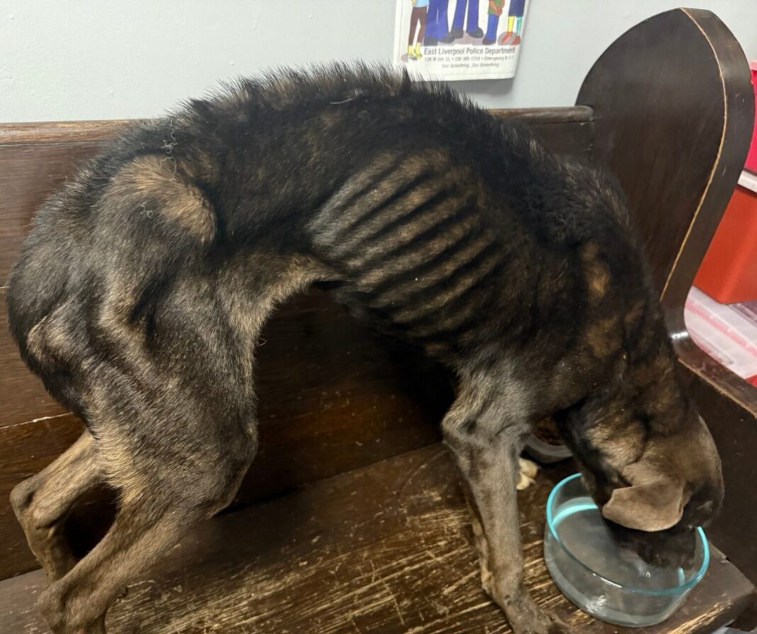 Authorities Seek Information After Emaciated Dog Abandoned, Possibly ...