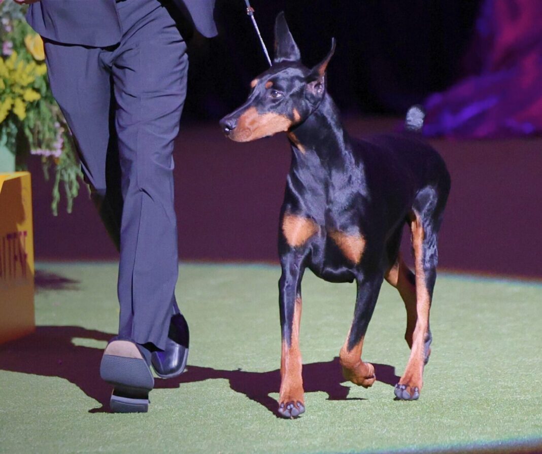 Doberman Pinscher Penny Claims Top Prize at Historic 150th Westminster ...