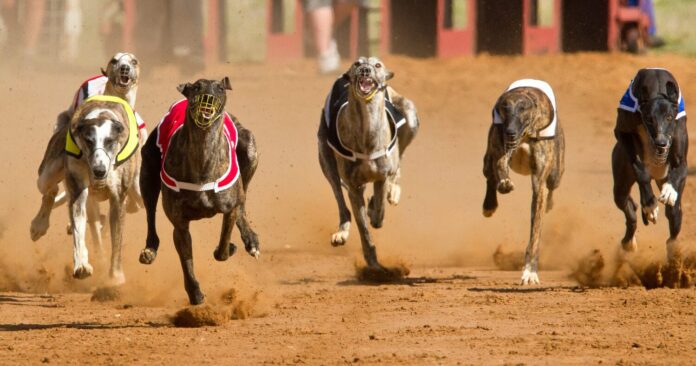 House Passes Greyhound Racing Ban; West Virginia Delegation Vows to ...